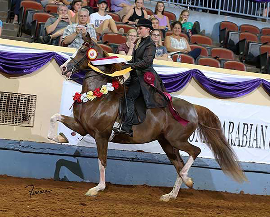 Sherman Ranch | Arabian Horse Farm in Pleasanton, California