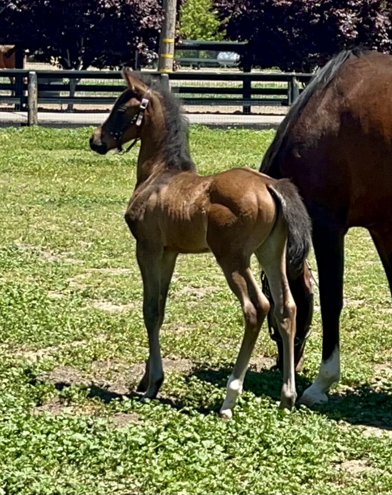 Sherman Ranch | Arabian Horse Farm in Pleasanton, California